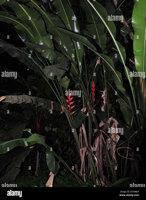 Vegetation Green Waxy Leathery Rain Forest Plants Leaves Centre Foreground Hi Res Stock