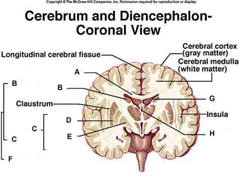 Cerebrum And Diencephalon Coronal View Diagram Quizlet