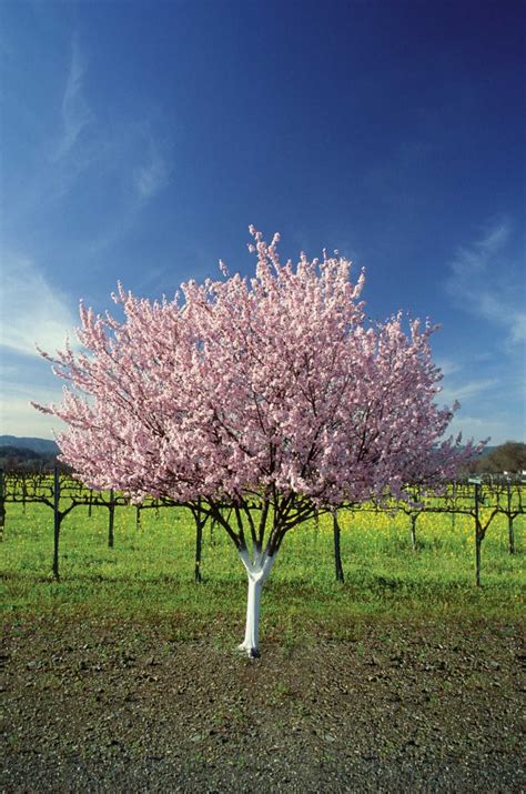 Fruit Tree Diseases Where Branches Die