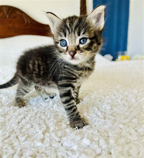 Kitty Cat Cam