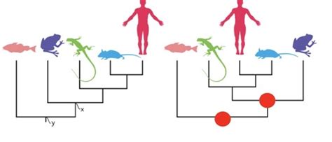 Classification And Biodiversity Flashcards Quizlet
