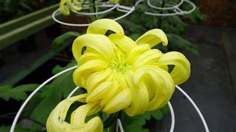 第26回公渕菊花展菊まつり平成29年10月 高松市東植田町公渕公園 YouTube