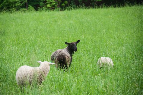 Five Things You Should Know About Sheep Behavior