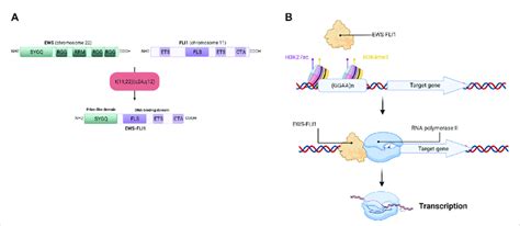 A Detailed Schematic Representation Of The Ews Fli1 Fusion Protein