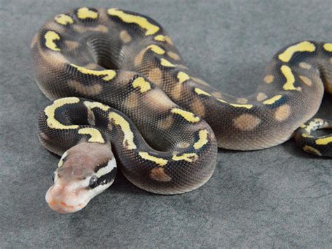 Morph List World Of Ball Pythons