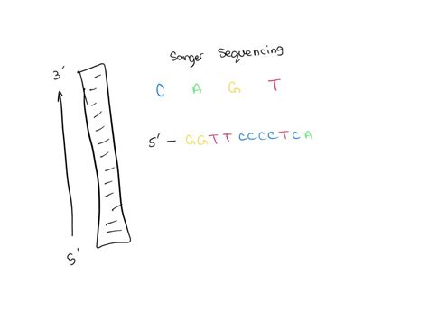 Solved A Researcher Sequences A Dna Fragment Using Dye Terminator