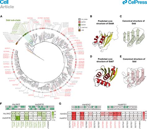 Figure 2 From Discovery Of Deaminase Functions By Structure Based Protein Clustering Semantic