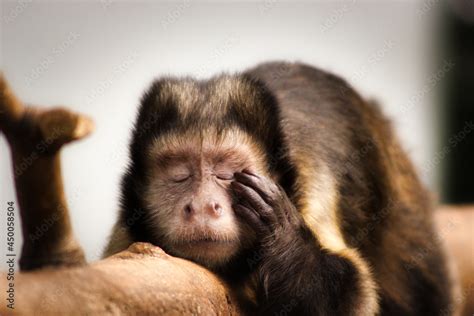 Poster Affe Mit Geschlossenen Augenkapuzineraffe Capuchin Monkey