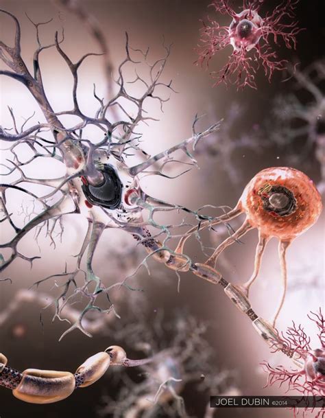 Neuron Oligodendrocytes And Microglia Brain Anatomy Medical Anatomy