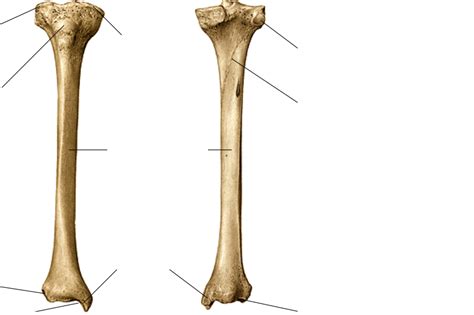 Tibia Diagram Quizlet