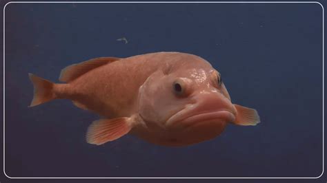 Blobfish A Guide About The Ugliest Animal In The World