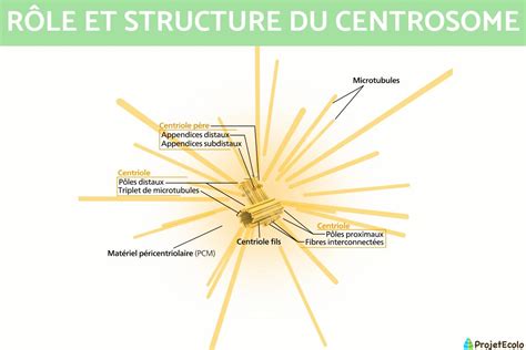 Centrosome Définition Rôle Et Structure