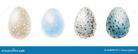 Two Bird Eggs With Embryo And Egg Anatomy Cross Section Illustration Of Inside Egg