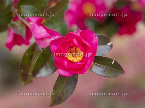冬の奈良公園に咲く山茶花の写真素材 207839279 イメージマート