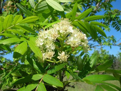Cormier Sorbus Domestica