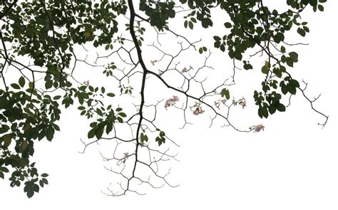 Snow Tree Branch Pngs For Free Download