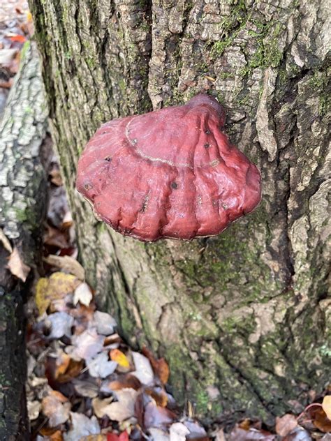 Ganoderma… R Mushroomid