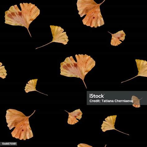 은행 나무 Biloba 잎의 가을 패턴입니다 검은색 배경에 수채화 그림 수제 식물 그림입니다 디자인 섬유 포장을 위한 은행나무 금 가을에 대한 스톡 벡터 아트 및 기타