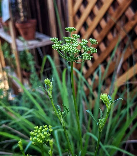Ultimate Guide To Harvesting Parsley Seeds