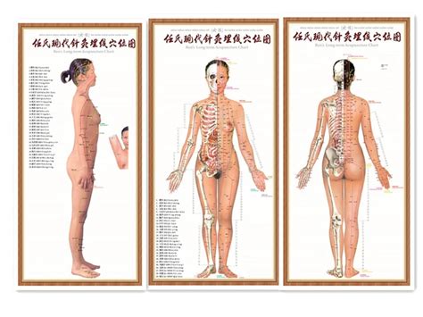 Female Acupuncture Points Chart Ubicaciondepersonas Cdmx Gob Mx