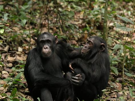 heterosexual romance in humans may have evolved from same sex