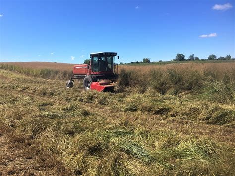 Switchgrass For Farming Facebook