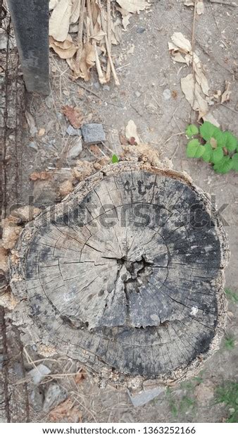 Cross Section Tree Trunk Showing Growth Stock Photo Shutterstock