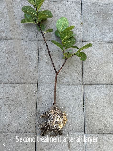 Taiwan Seedless Guava Apple Guava Limited Production Free Shipping CH Fruit Tree Nursery