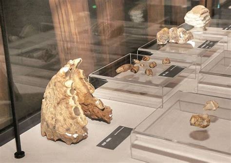 熊猫化石远古 远古熊猫 大山谷图库