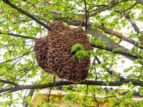 Honey Bees Nest