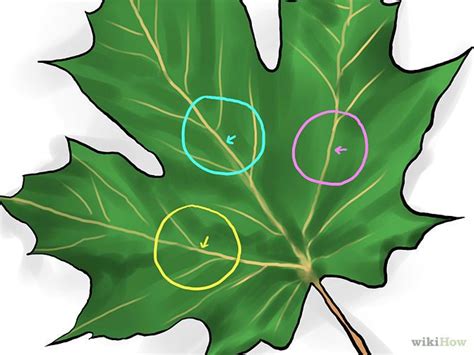 Sugar Maple Tree How To Identify At Aaron Edwards Blog