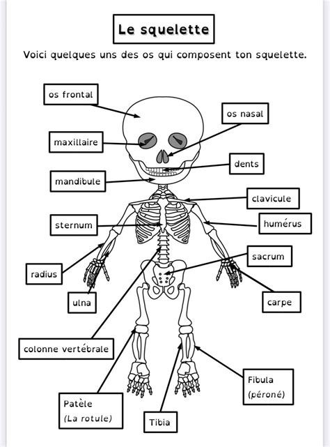 Squelette Descriptif Et Exercices Sciences Ce1 Ce2 Cp La Salle Des Maitres