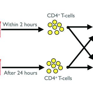 DiffBind Analysis Of Called Peaks Of H3K27 Acetylation ChIP Seq