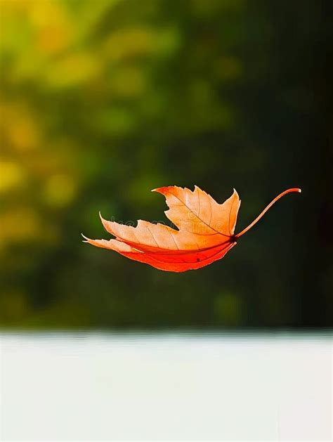 A Single Red Leaf Floating In The Air Over A Body Of Water Stock Image