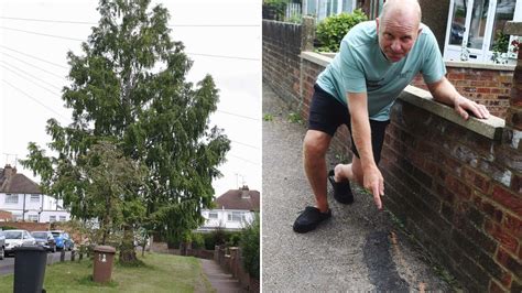 Outrage Over Council Planted 150ft Trees Blocking Light And Driveways