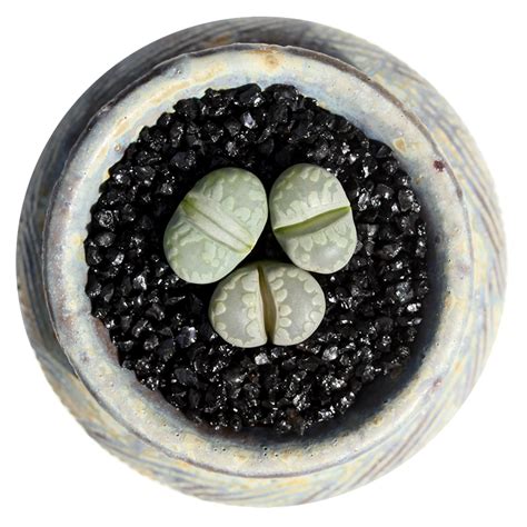大津汇生石花多肉植物花卉盆栽绿植多肉新款组合番杏屁屁花屁股花 虎窝淘