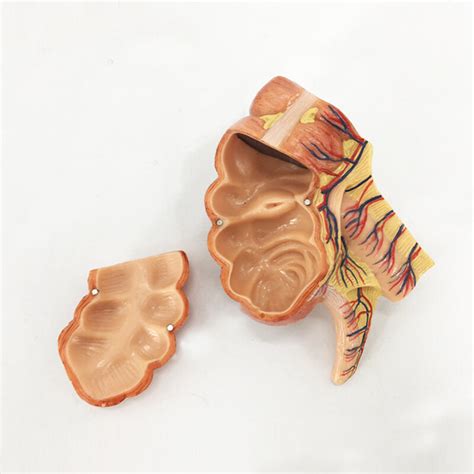 11 Life Size Human Cecal And Appendix Models Visceral Anatomical Medical Teaching Model 11 Life Size Human Cecal And Appendix Models Visceral Anatomical Medical Teaching Model