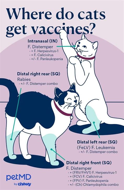 Cat Vaccinations What Vaccines Do Cats Need Petmd