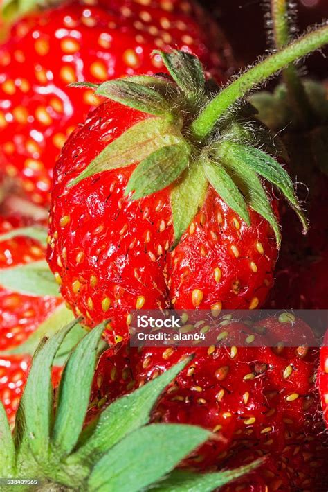 여름 잘 익은 육즙이 레드 스트로우베리 클로즈업 0명에 대한 스톡 사진 및 기타 이미지 0명 2015년 가득 찬 Istock
