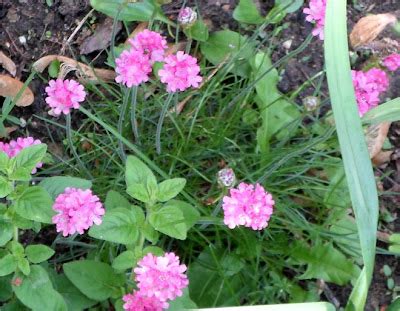 Bensozia Flowers