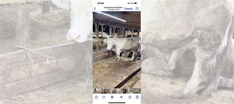 Шароле быки племенные купить в Белореченске Животные и зоотовары Авито