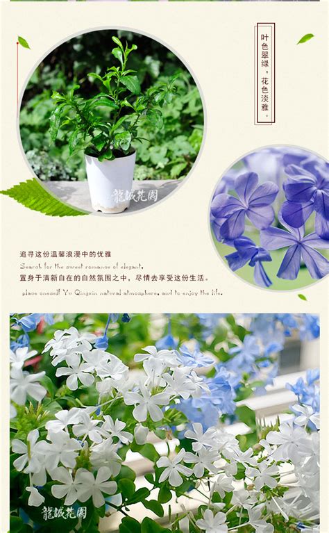 蓝雪花和红雪花哪个好 白雪花跟蓝雪花的区别 枝条 第2页 大山谷图库