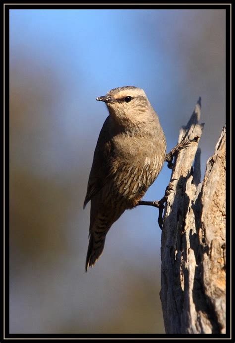 Australasian Treecreepers Climacteridae Bird Family DiBird Com
