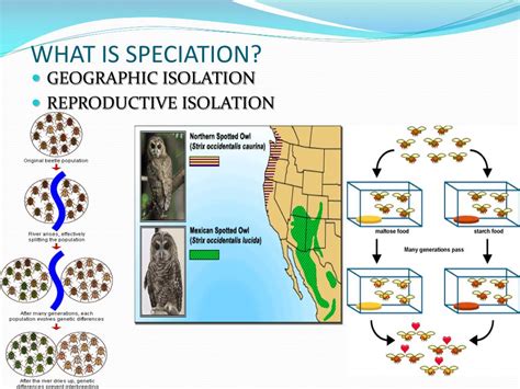 Reproductive Isolation