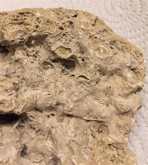 Sponge Fossil Id The Fossil Forum