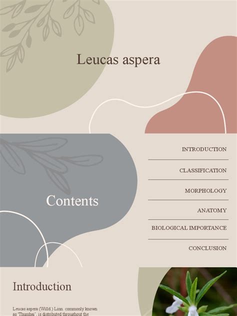 Leucas Aspera Pdf Plant Stem Tissue Biology