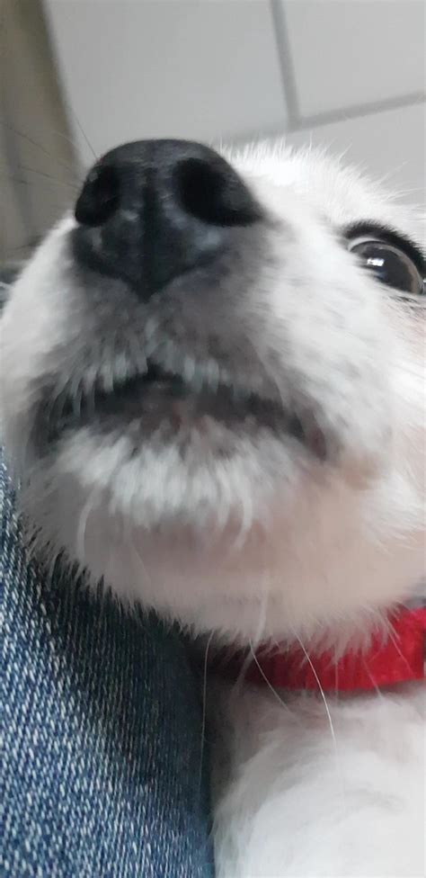 Github Dincry25css Art Repositorio Para Crear Arte Con Css Mis Inicios Uwu