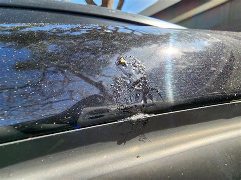 Financial Nightmare Alert How Tree Sap Can Unleash Catastrophic And Permanent Damage To Your Car