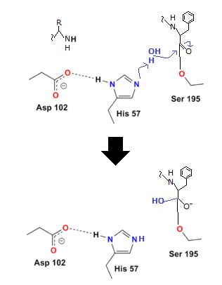 Trypsin Functions Best In Which Of The Following Conditions