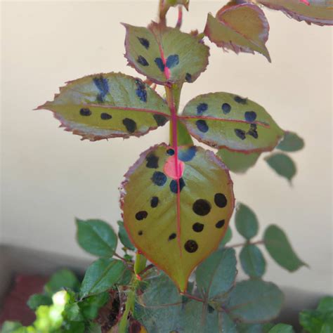 Rose Black Spot Disease Management Symptoms Treatment Chemical